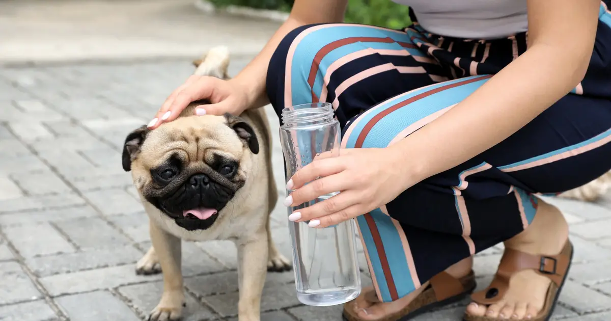 Mops im Zug geschlagen: Deshalb üben Hundehalter Gewalt gegen ihre ...