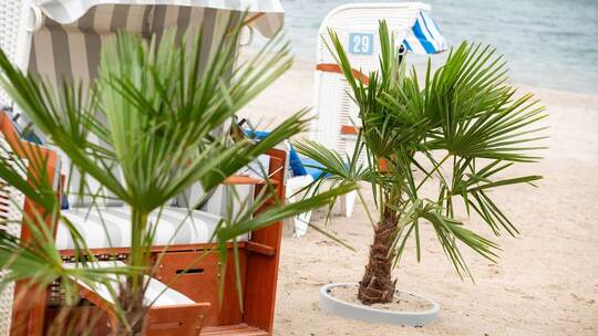 Tropical Ostsee - Palmen sollen mehr Urlaubsgefühl geben - PZ-news.de ...