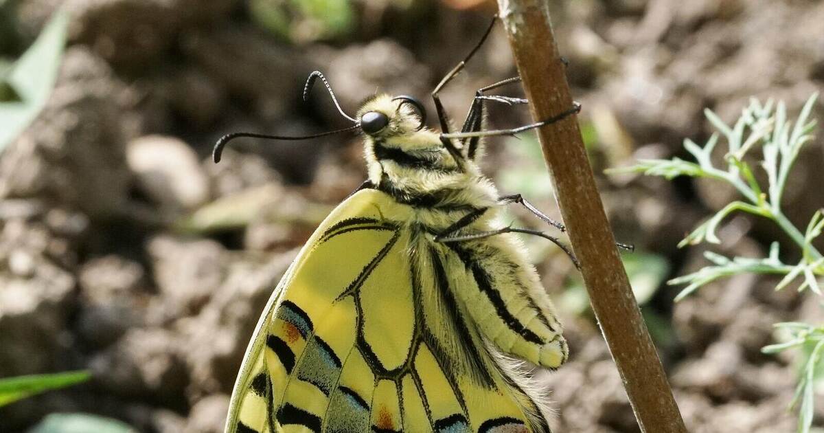 Waches Auge im Enzkreis - nicht nur aufs Pfauenauge - Region ...