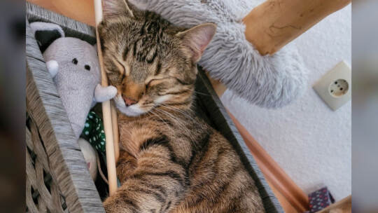 Weltkatzentag: Das sind Pforzheims Miezen (Teil 1) - Bildergalerie - Pforzheimer-Zeitung