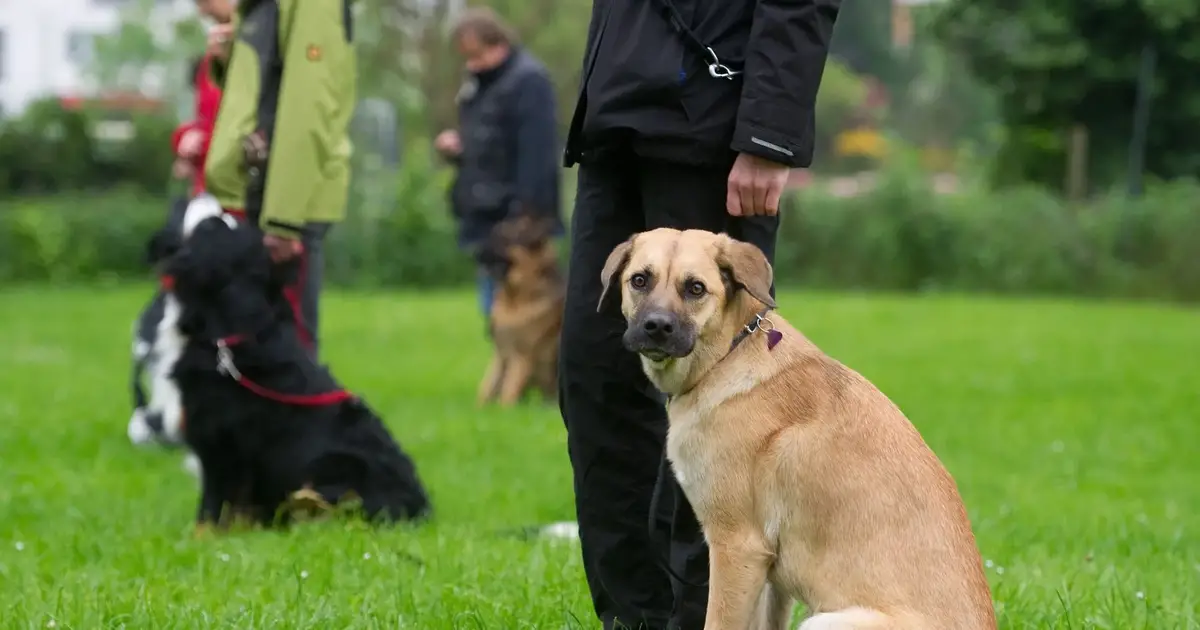 Nach tödlicher Hunde-Attacke in Remchingen: Peta fordert Hundeführerschein - Region ...