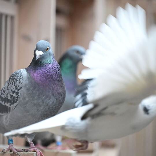 Millionen für eine Taube: Andreas Drapa aus Königsbach sahnt bei ...