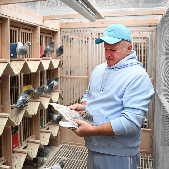 Millionen für eine Taube: Andreas Drapa aus Königsbach sahnt bei ...