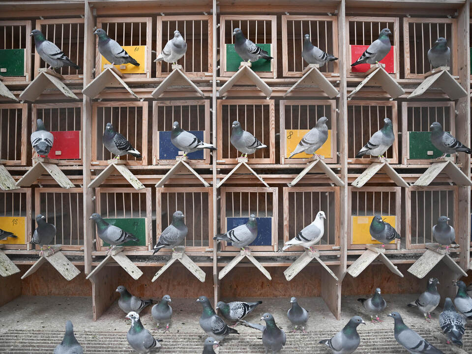 Angebote in Millionenhöhe: Renntauben aus Königsbach weltweit begehrt ...