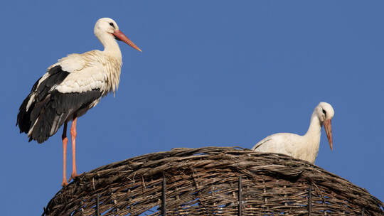 Traurige Nachricht: Jungstörche aus Ellmendingen haben nicht überlebt - Region - Pforzheimer-Zeitung