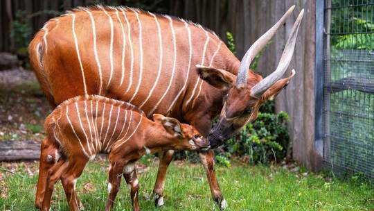 Rotbraun mit Nadelstreifen: Bongo-Nachwuchs in der Wilhelma - Baden ...