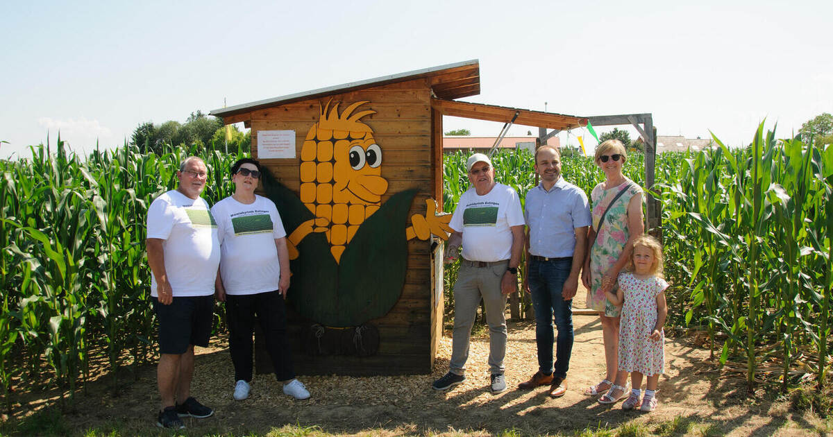 Wird noch höher wachsen: Das Maislabyrinth in Eutingen hat bis ...