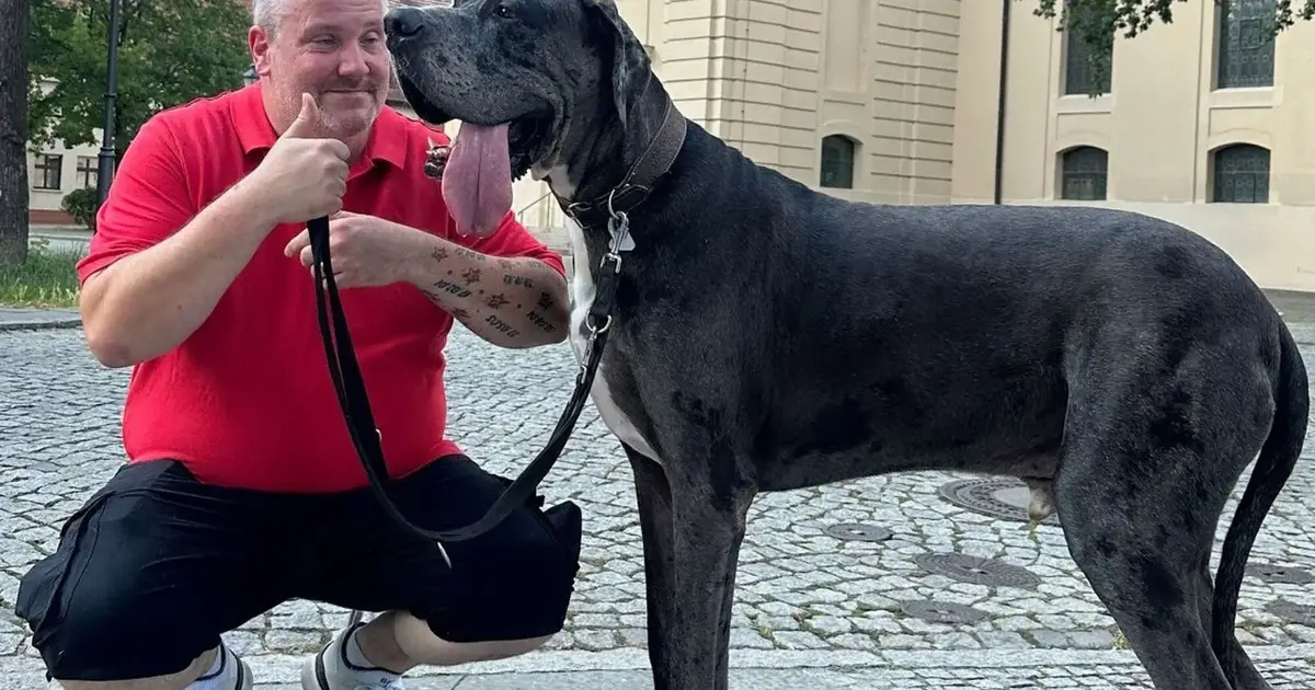 Riese Ramses - Hund aus Zossen ist rekordverdächtig groß - PZ-news.de - Nachrichten aus ...