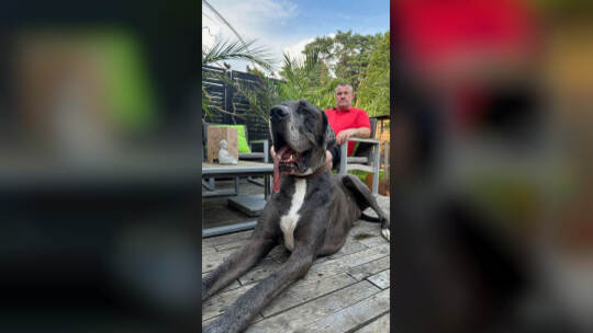 Riese Ramses - Hund aus Zossen ist rekordverdächtig groß - PZ-news.de - Nachrichten aus ...