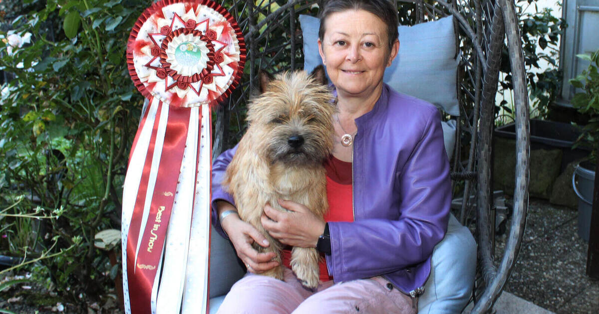 Hundeausstellung in Salzburg: Klubsiegerschau-Gewinner Cairn Terrier Ryan aus Wiernsheim ist der ...