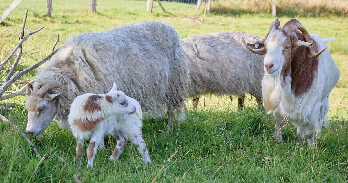 Halb Schaf, halb Ziege - mutmaßliche Schiege geboren - Deutschland und ...