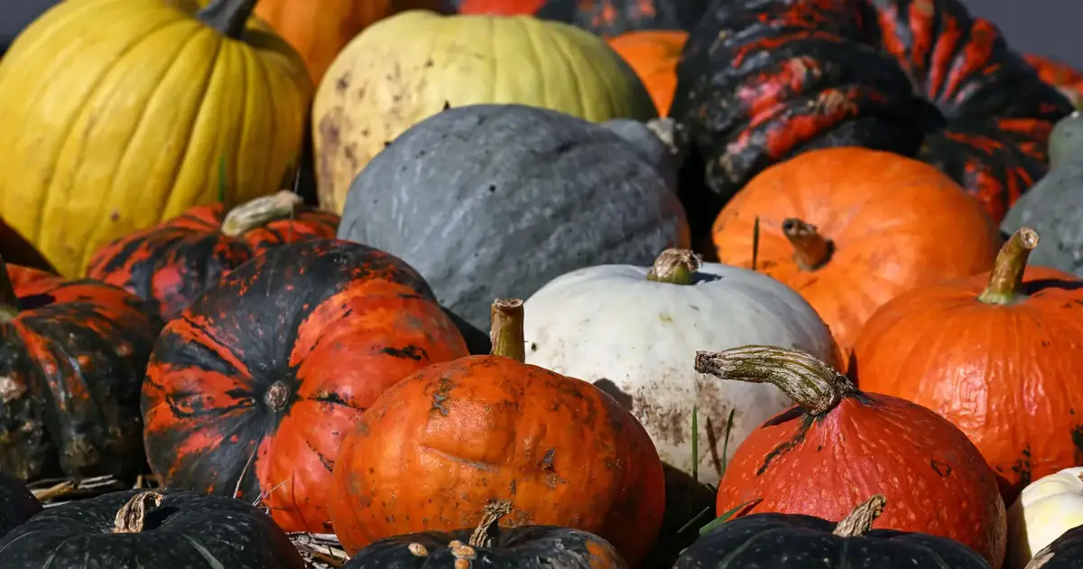 Verkaufsoffener Sonntag und Kürbisnacht: Das steht alles am Wochenende ...