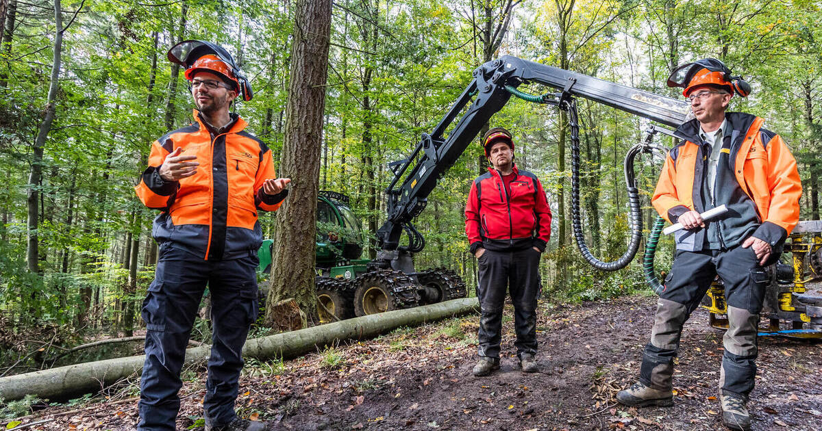 Holzernte im Enzkreis: Deshalb müssen Warnschilder ernst genommen ...